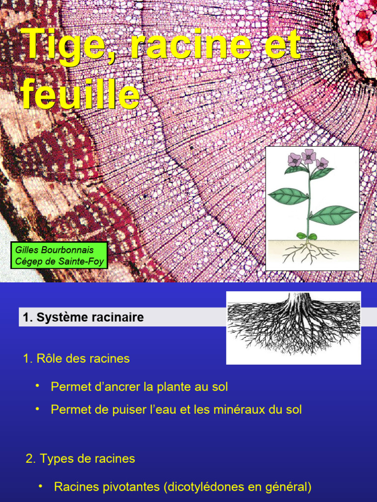 Botanique 2 | PDF | Tige (Plante) | Racine