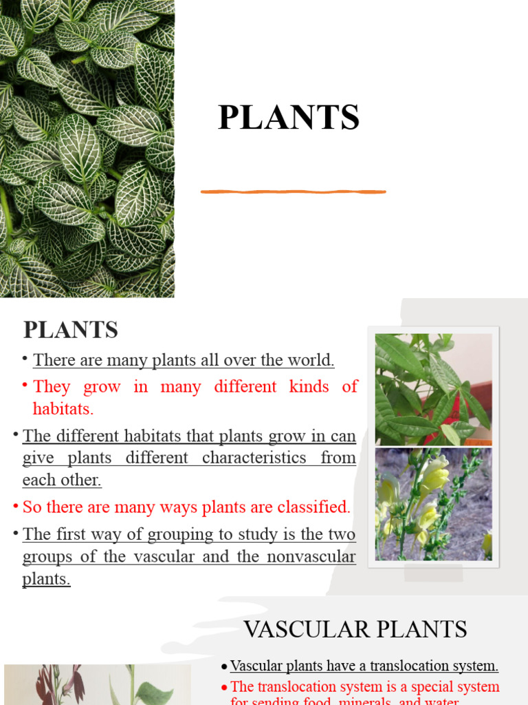 Vascular vs. Nonvascular Plants Guide | PDF