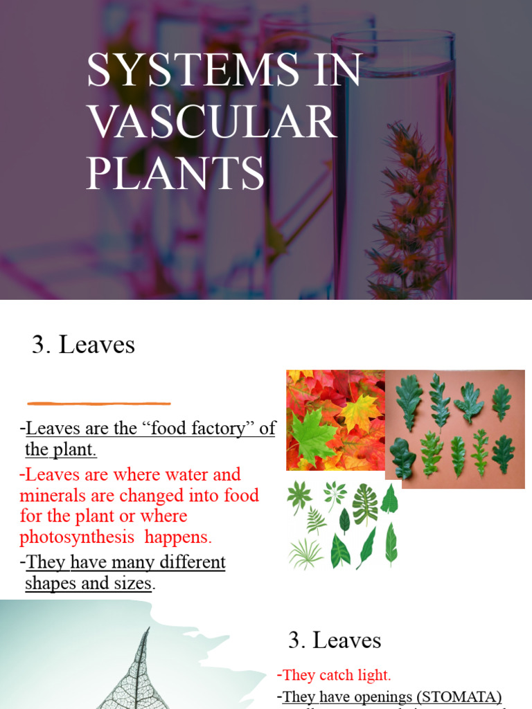 Understanding Plant Leaves and Photosynthesis | PDF