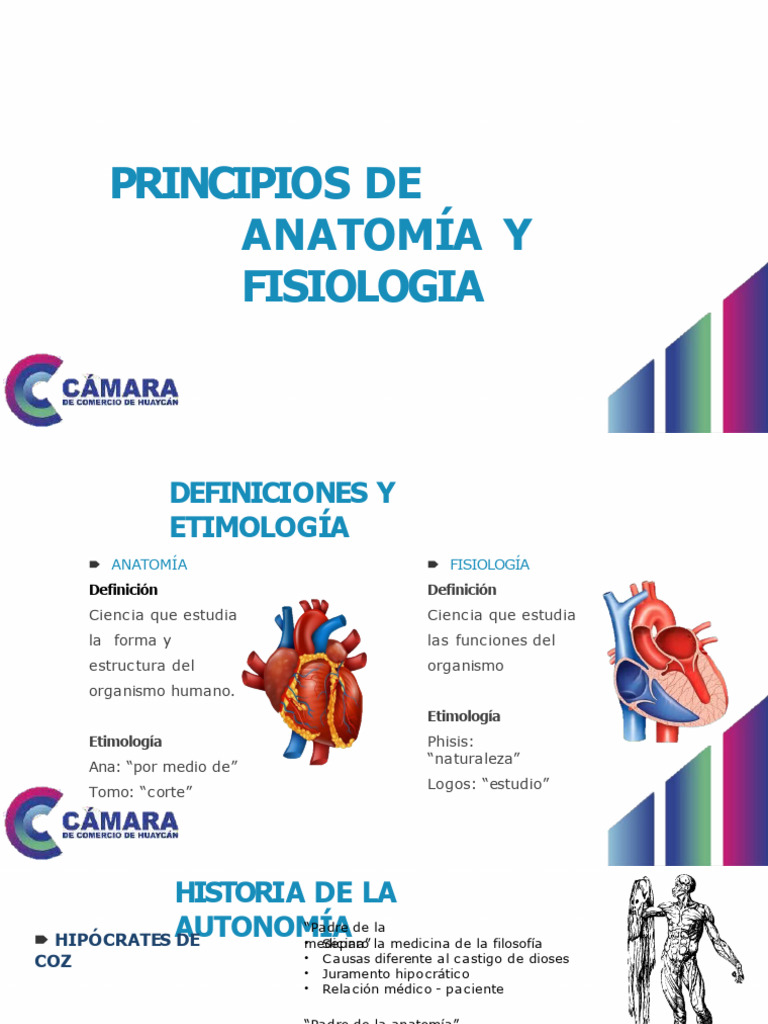 Principios Anatomia Diapositivas Pdf Términos Anatómicos De