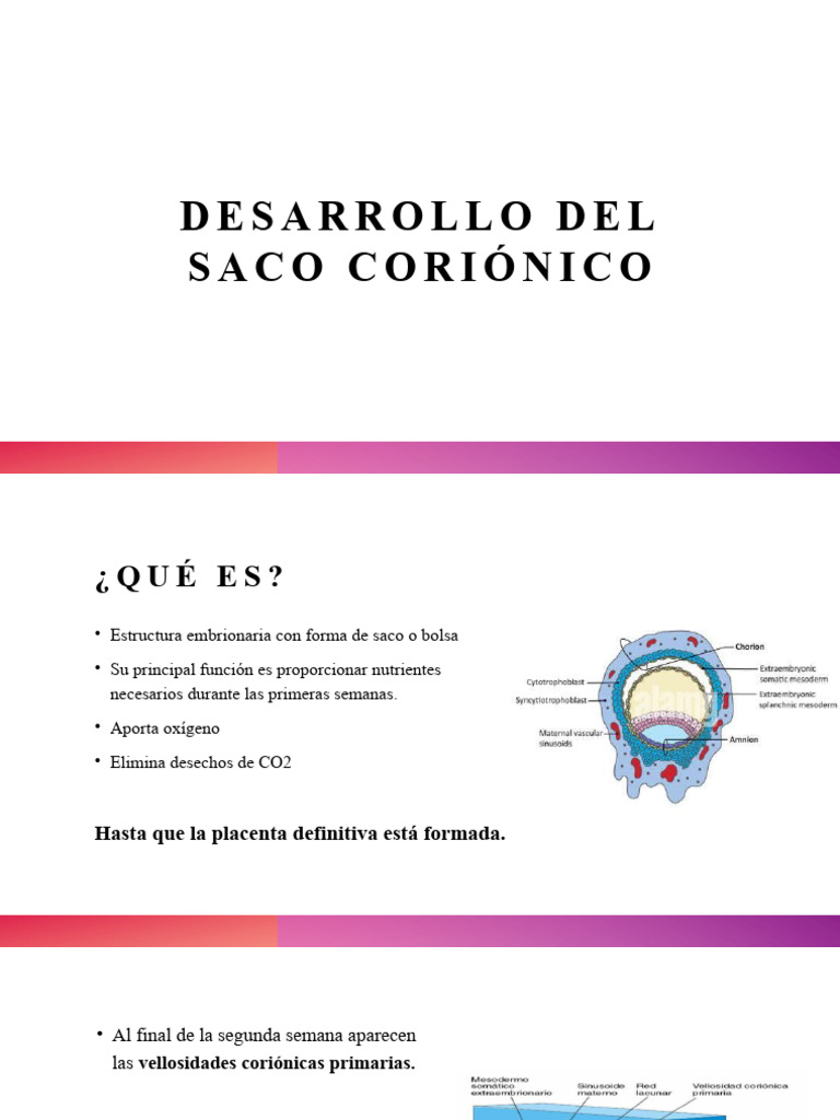 Desarrollo del Saco Coriónico en Humanos | PDF | Ciencia y matemáticas