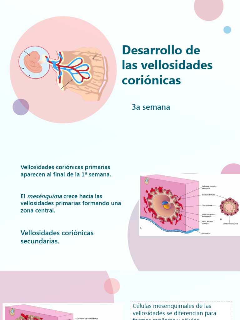 Desarrollo de Las Vellosidades Coriónicas | PDF