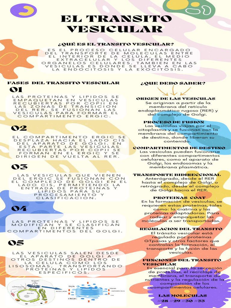 Infografia Transito Vesicular | PDF | Vesícula (biología y química ...