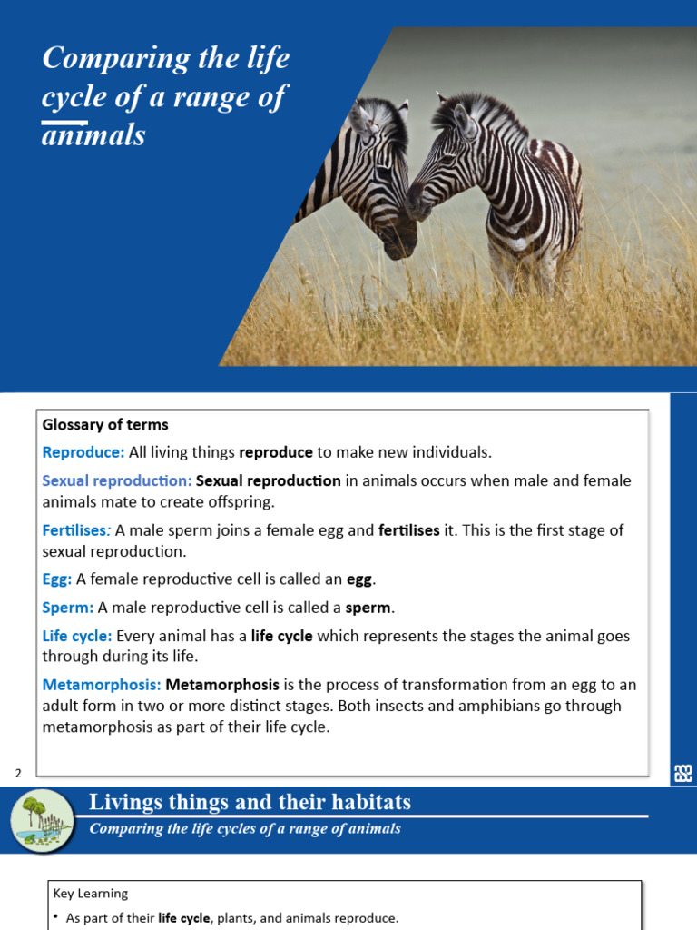 Life Cycles | PDF | Reproduction | Sexual Reproduction