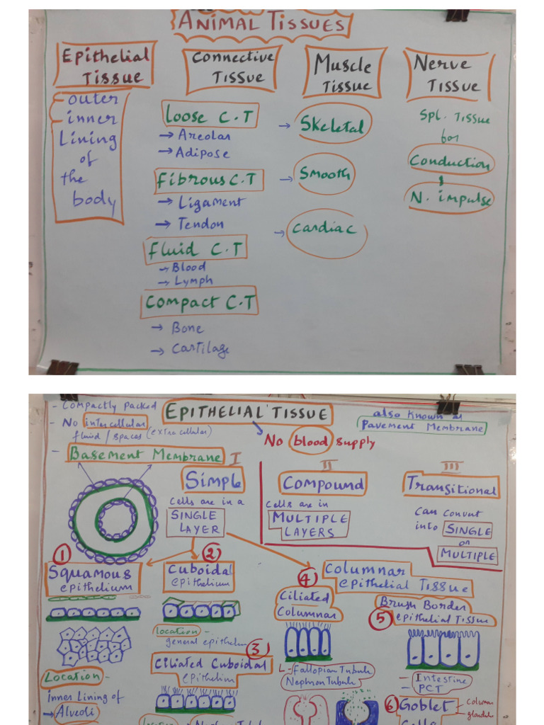 Animal Tissues | PDF