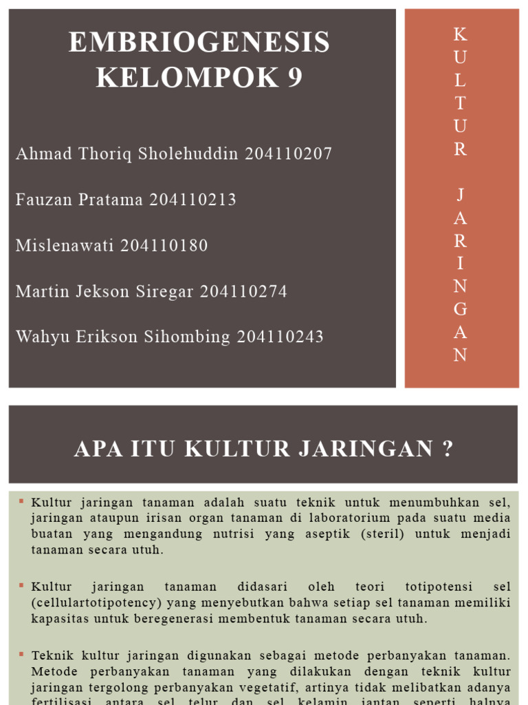 Kultur Jaringan & Embriogenesis Tanaman | PDF