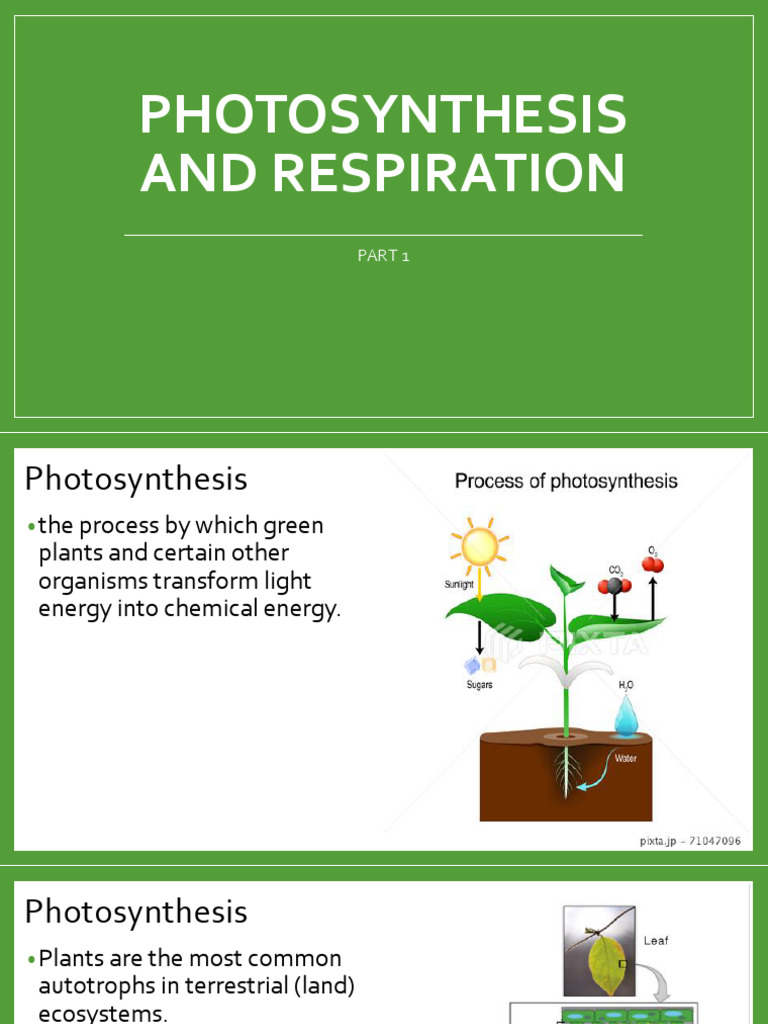 Week 13 14 Biology Pdf Photosynthesis Physical Sciences