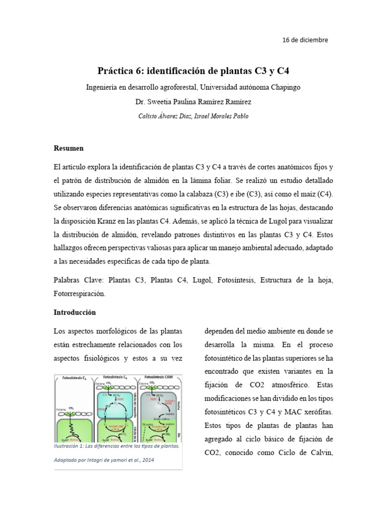 Identificación de Plantas c3 y c4 | PDF | Hoja | Plantas