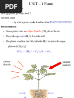 Adaptations of The Leaf For Photosynthesis and Gaseous Exchange | PDF ...