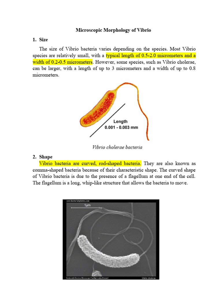 Morphology | PDF | Bacteria | Cell (Biology)