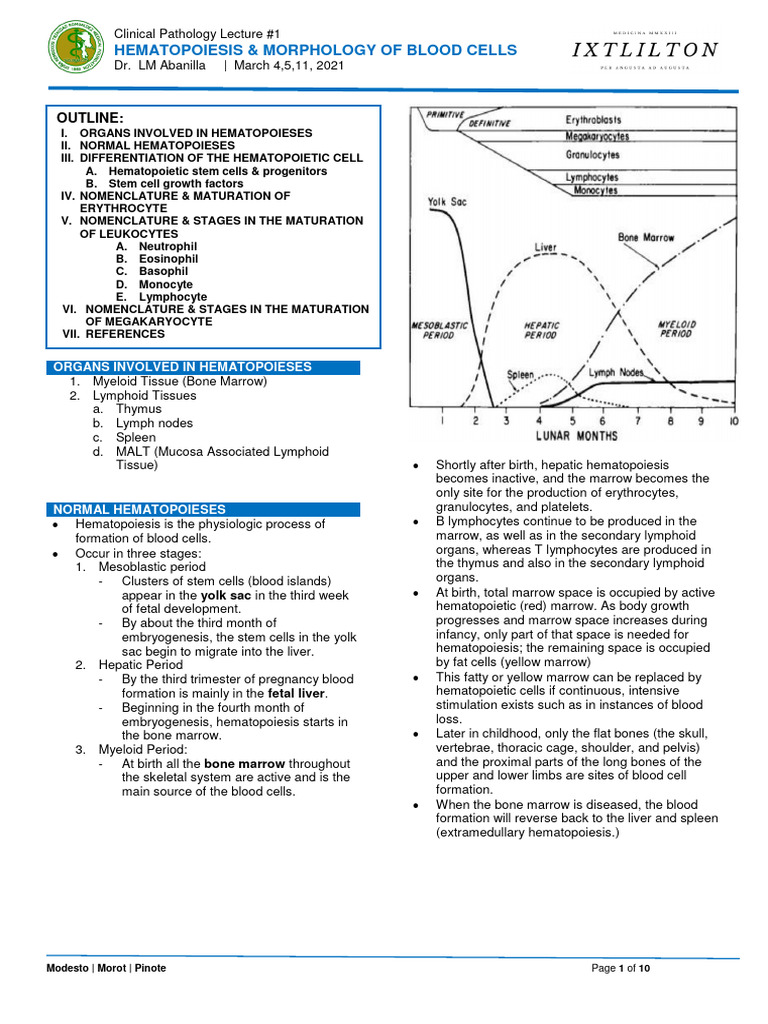CLINPATH-01.Hematopoiesis & Morphology of Blood Cells | PDF ...