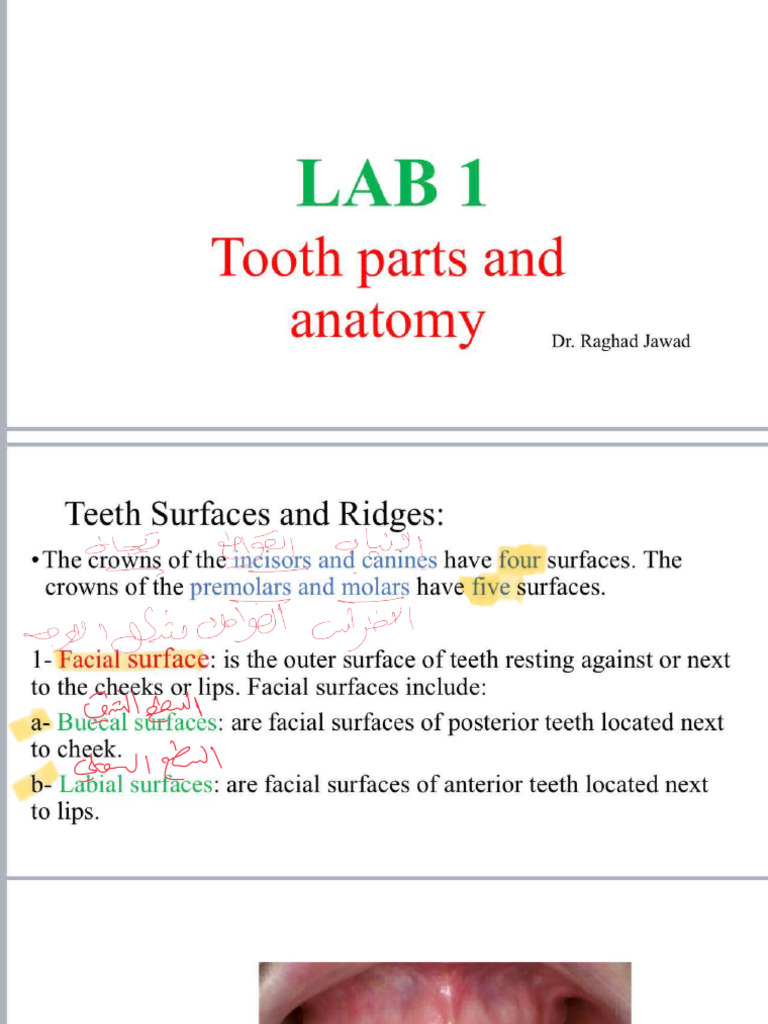 Dental Anatomy Lab 1 | PDF