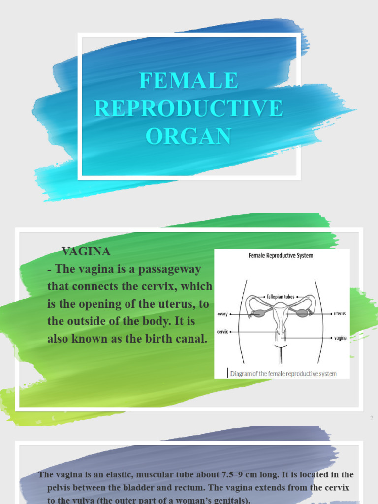 Anatomy and Functions of Female Reproductive Organs | PDF | Vagina | Uterus