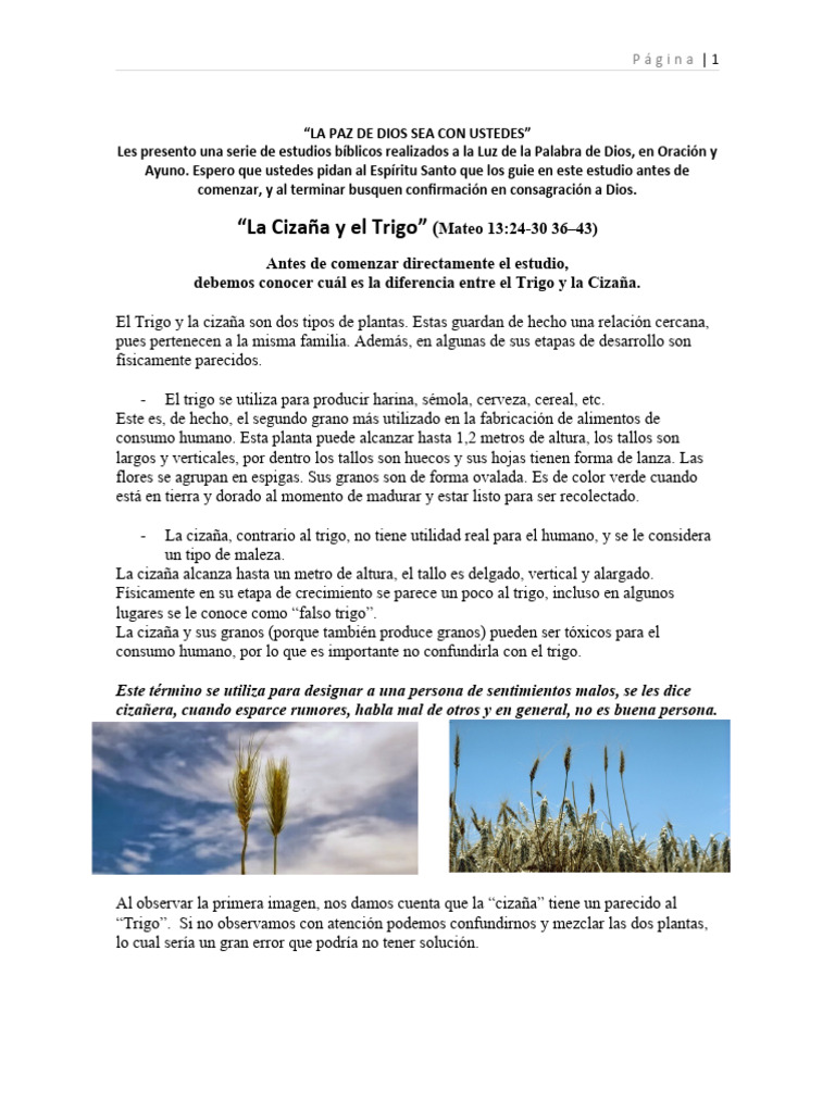 2 La Cizaña y el Trigo | PDF | Trigo | Jesús