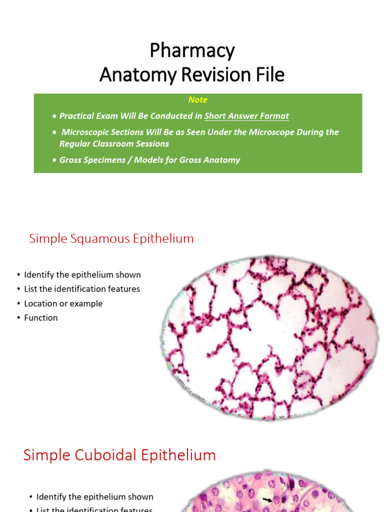 Pharmacy | PDF | Epithelium | Tissue (Biology)
