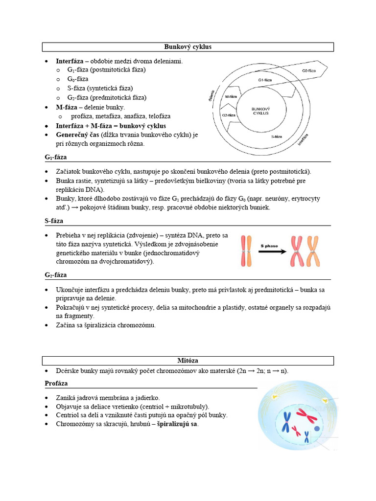 Bunkový Cyklus A Mitóza | PDF