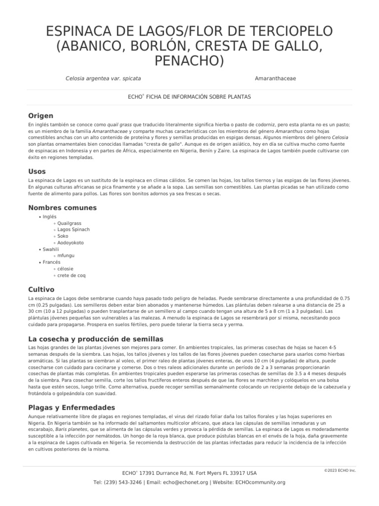 Espinaca de Lagos/Flor de Terciopelo (Abanico, Borlón, Cresta de Gallo ...
