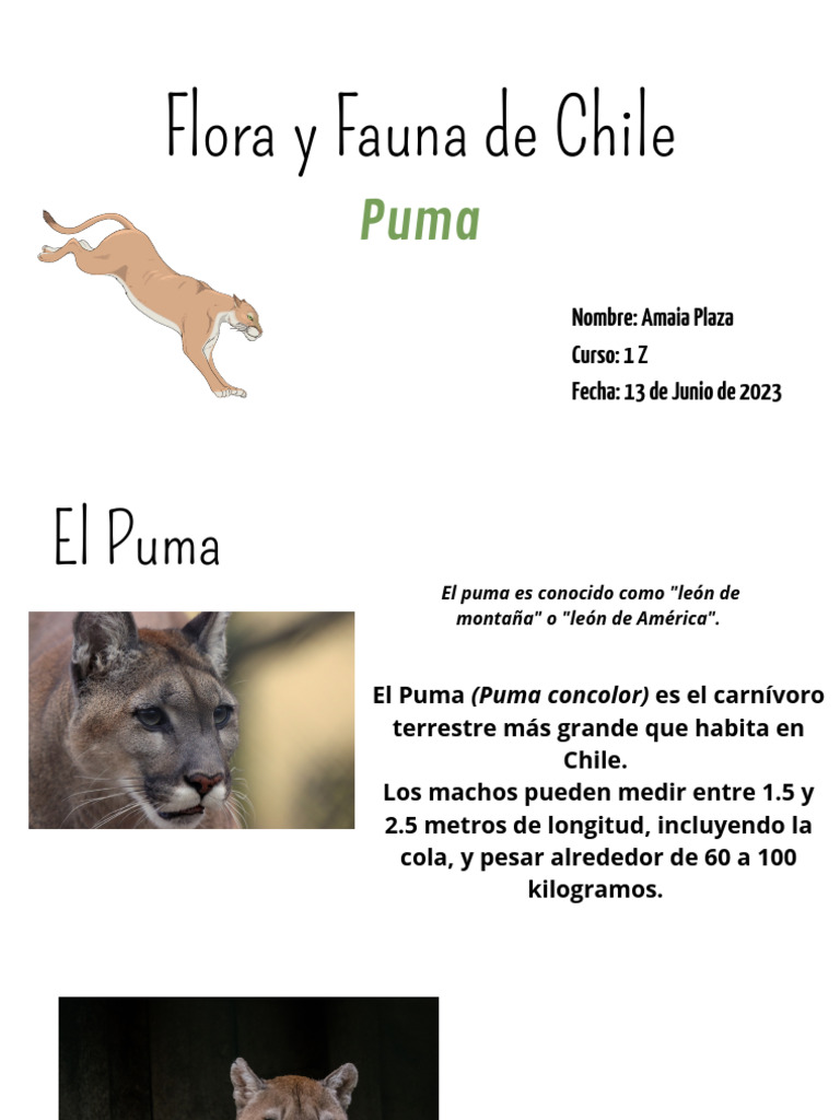 El Puma | PDF