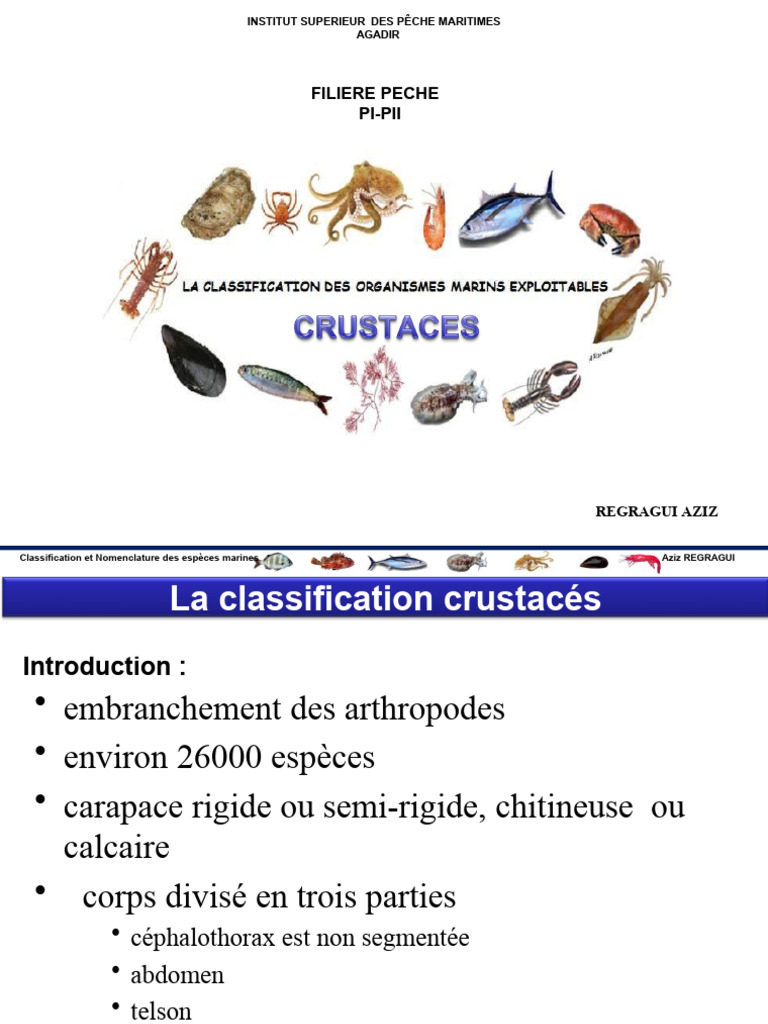 Les Crustaces Cour 1 | PDF | Crustacé | Crevette