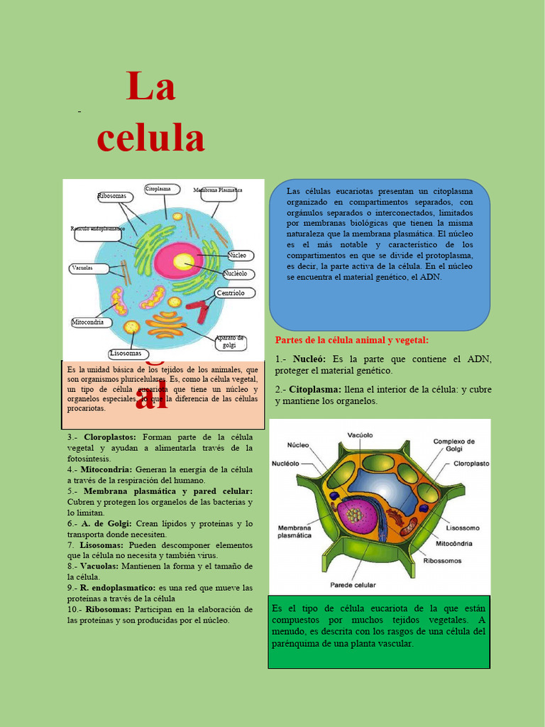 La Celula Animal y Vegetal | PDF | Biología Celular) | Citoplasma