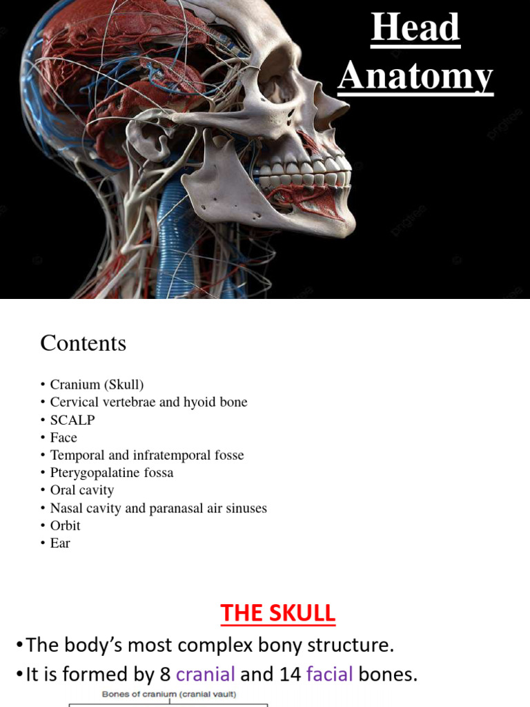 Head | PDF | Skull | Neck