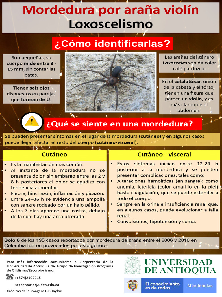 Loxosceles | Descargar gratis PDF | Medicina | Medicina CLINICA