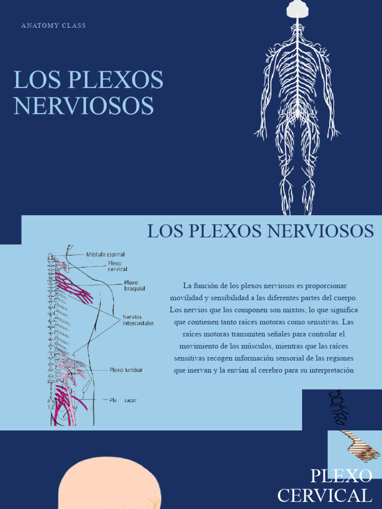 Los Plexos Nerviosos | PDF | Anatomía | Neurociencia