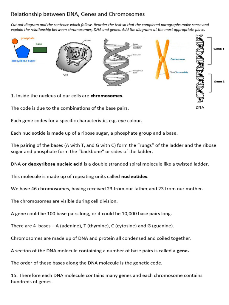 Activity - Cut and Paste Relationship Between DNA | PDF