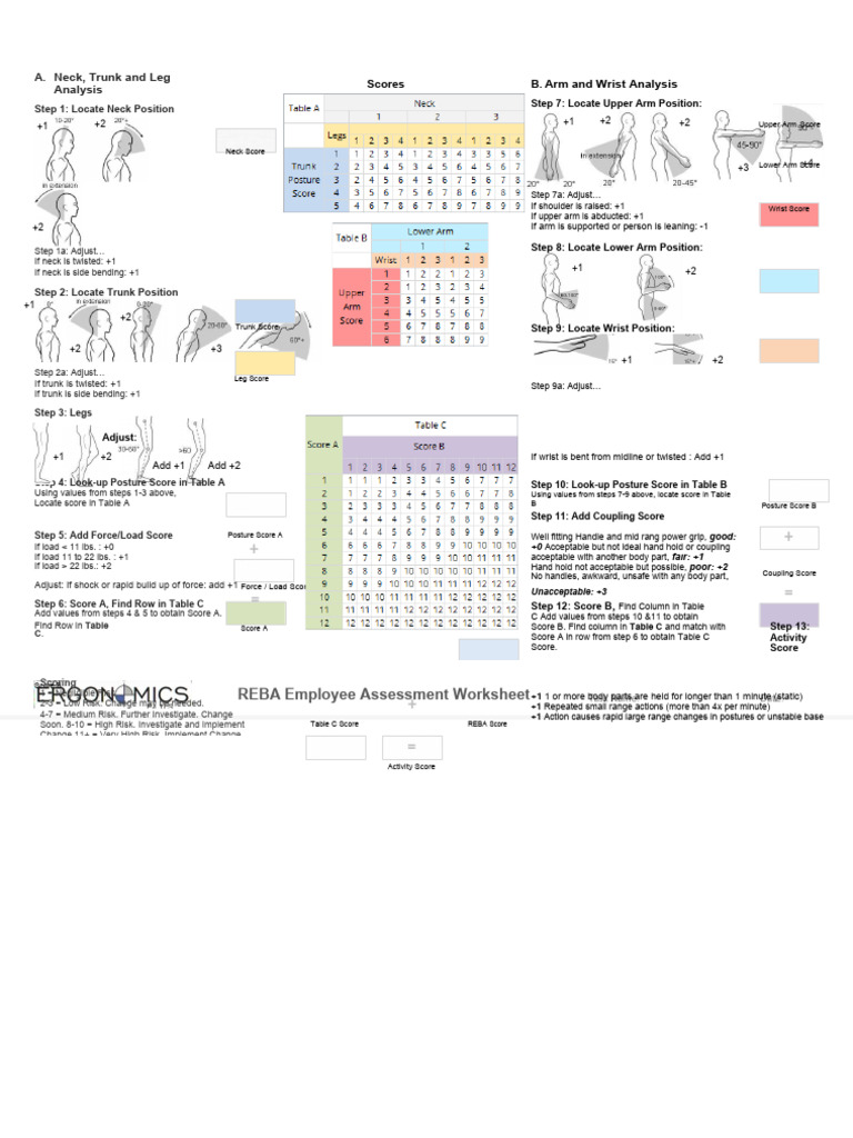 Worksheet REBA | PDF | Anatomical Terms Of Motion