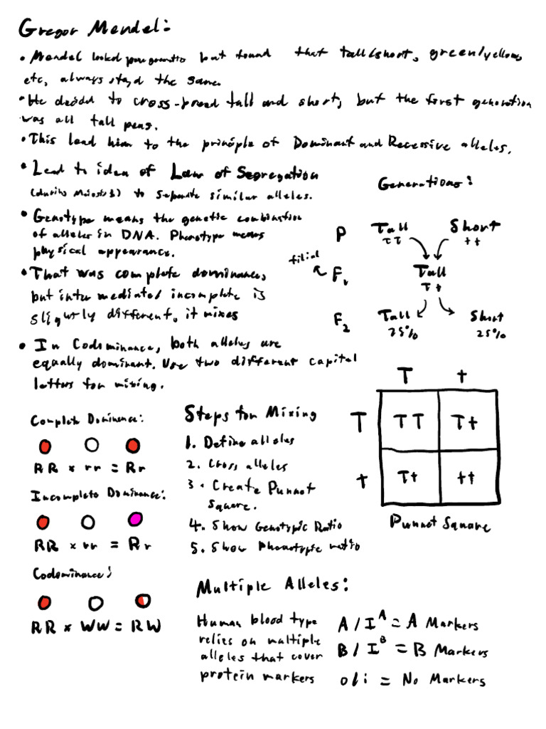 Mendelian Genetics and Inheritance | PDF | Dominance (Genetics) | Allele