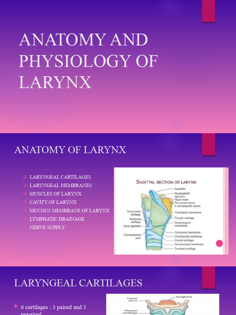 anatomy and physiology of larynx | PDF | Larynx | Human Anatomy