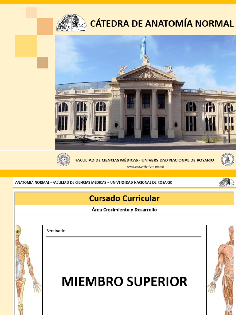 Catedra De Anatomia Normal Www Anatomia Pdf Articulación Codo