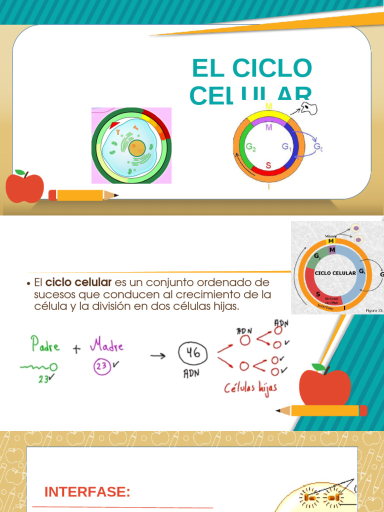 CICLO_CELULAR_ppt.pptx_20231204_215538_0000 | PDF