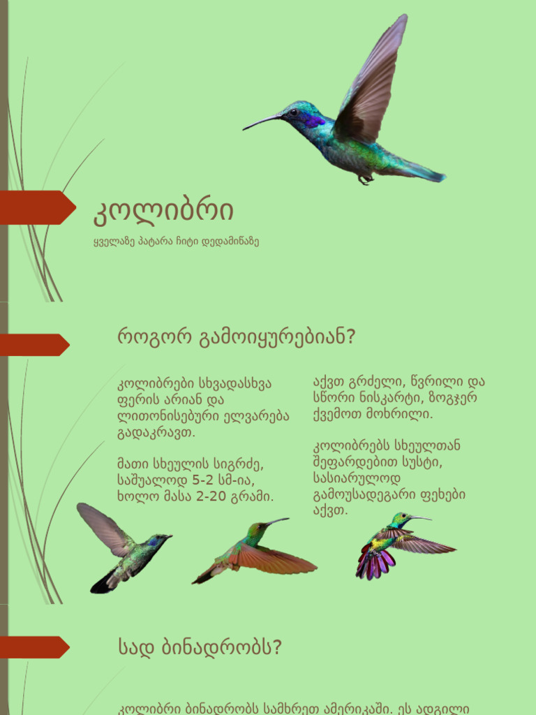 Colibri Bird | PDF
