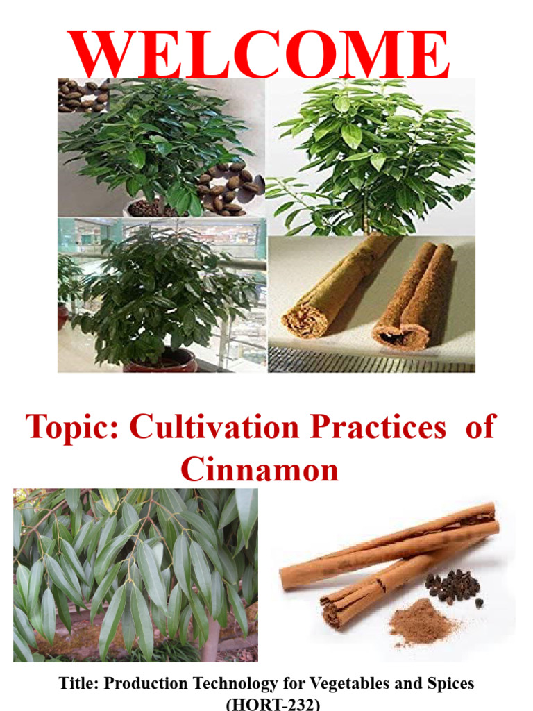 Cultivation of Cinnamon | PDF | Cinnamon | Botany