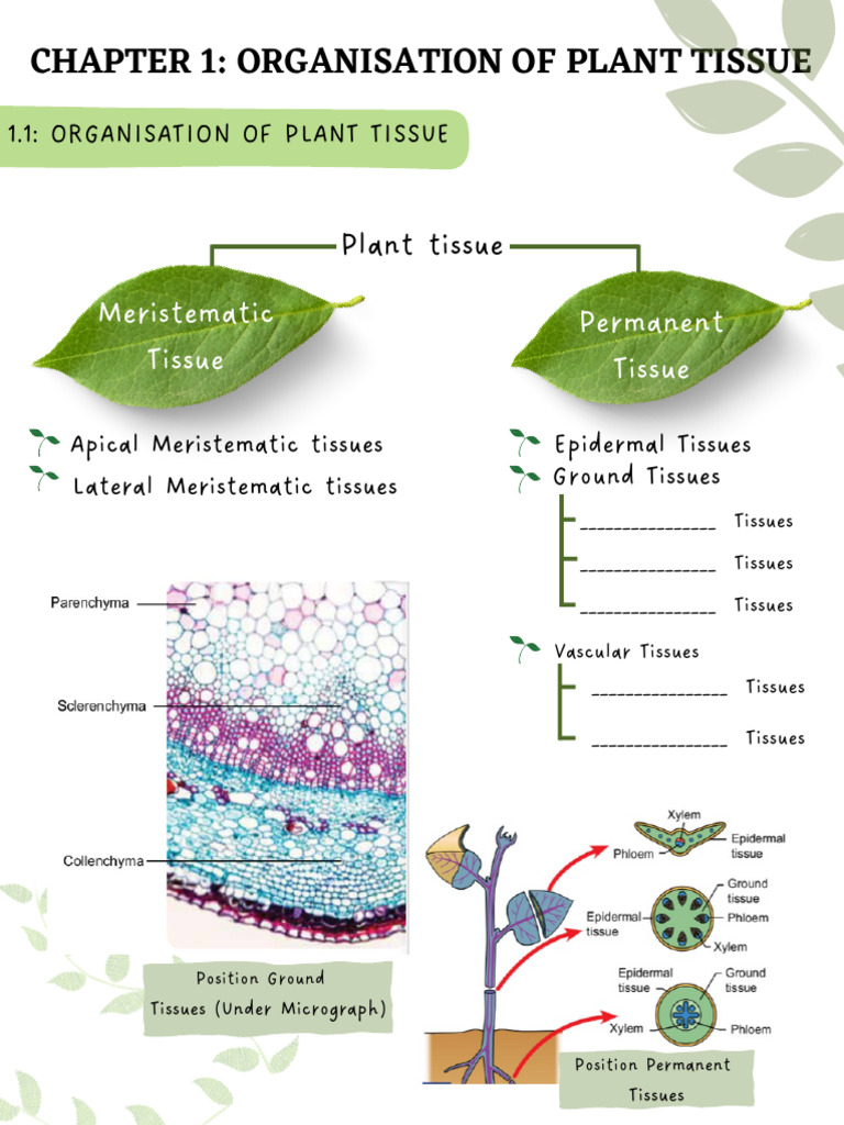 1.1 Organisation of Plant Tissue | PDF | Tissue (Biology) | Leaf
