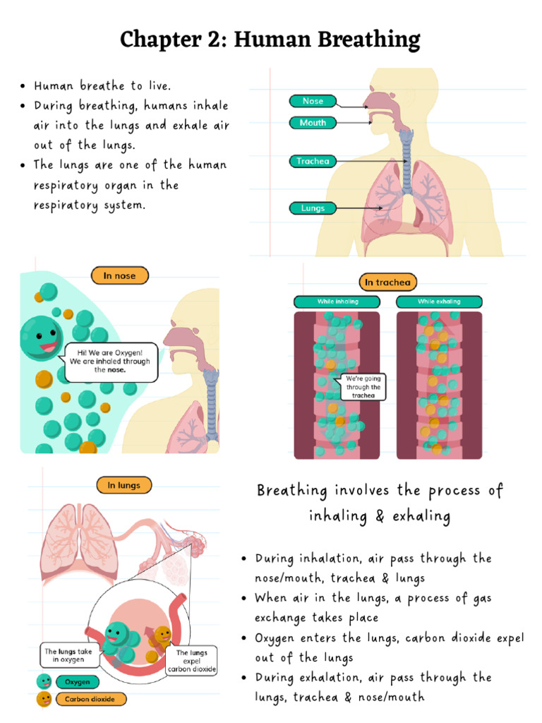 Chapter 2 Human Breathing-P4 | PDF