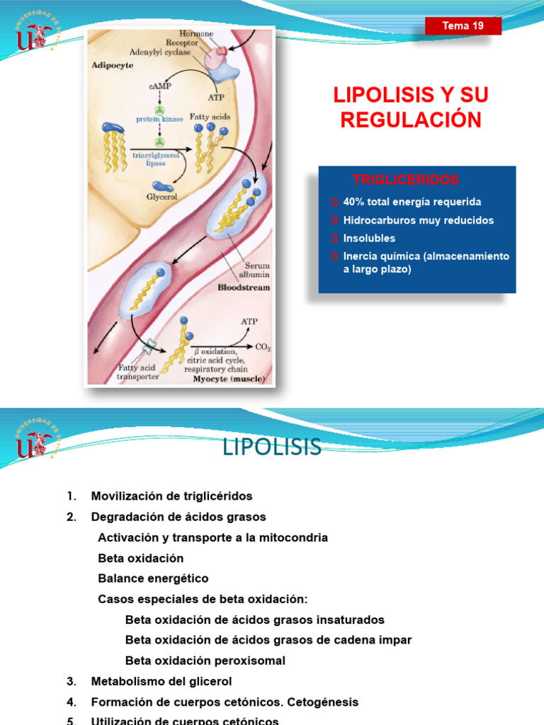 Tema 19. Lipolisis | PDF | Ácido graso | Trifosfato de adenosina