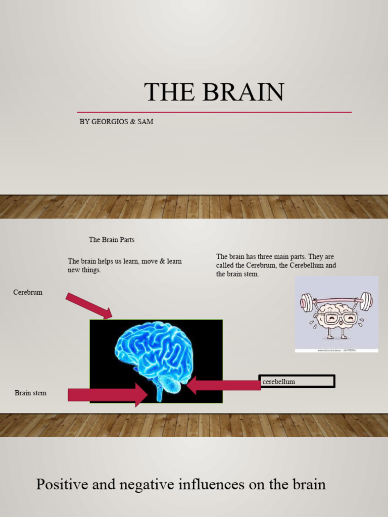 The Brain | PDF