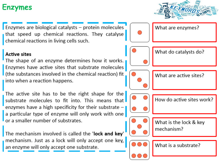 Dice Enzymes Game ACTIVITY | PDF
