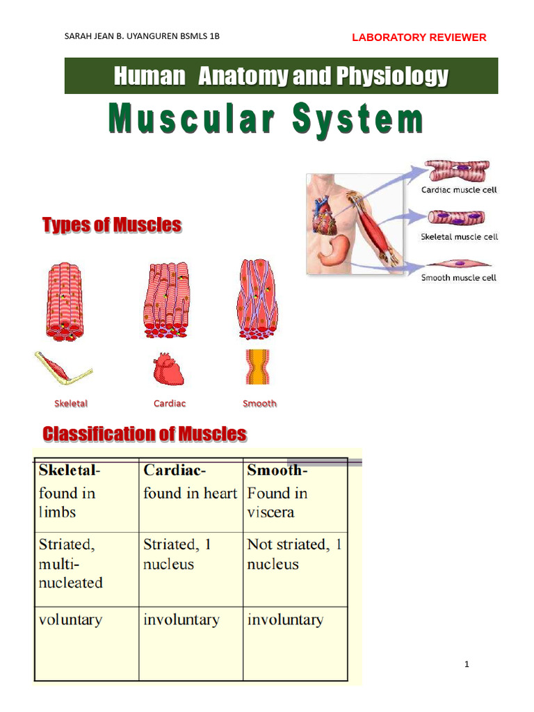 Muscular System - Lab | Download Free PDF | Skeletal Muscle ...