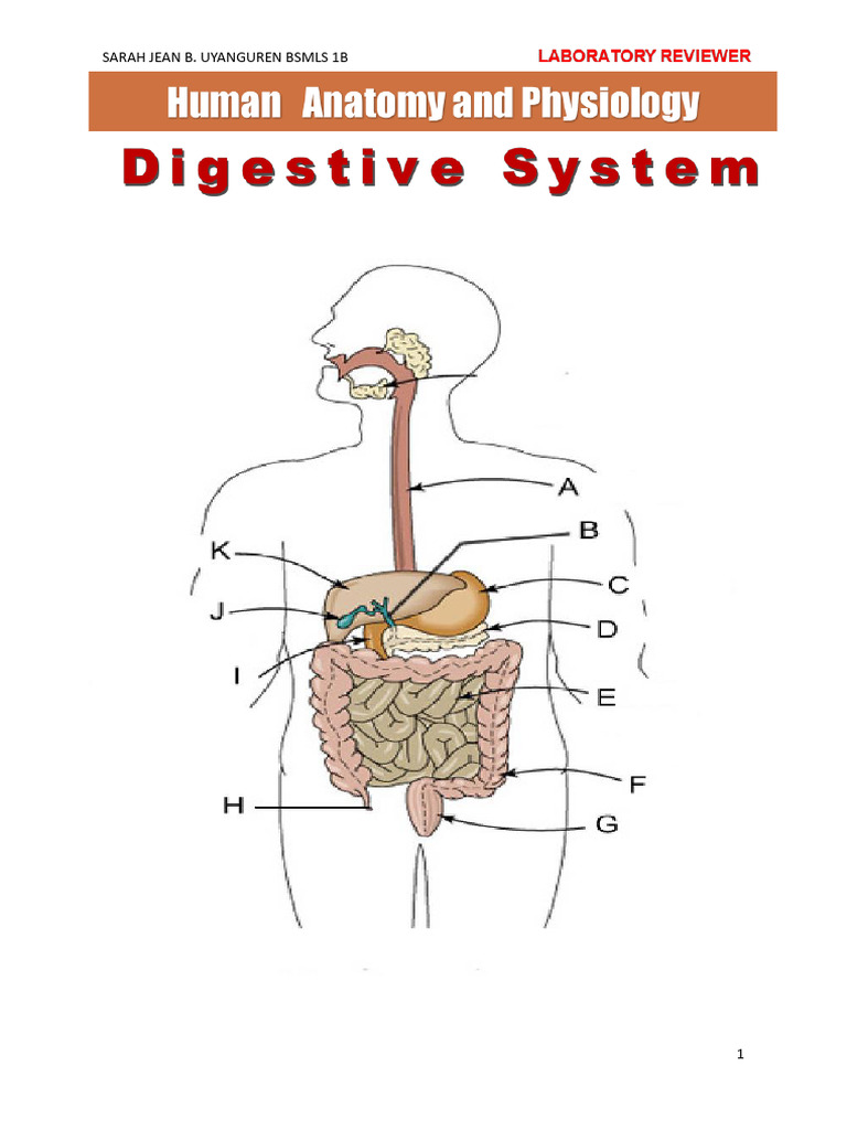 Digestive System - Lab Reviewer | PDF
