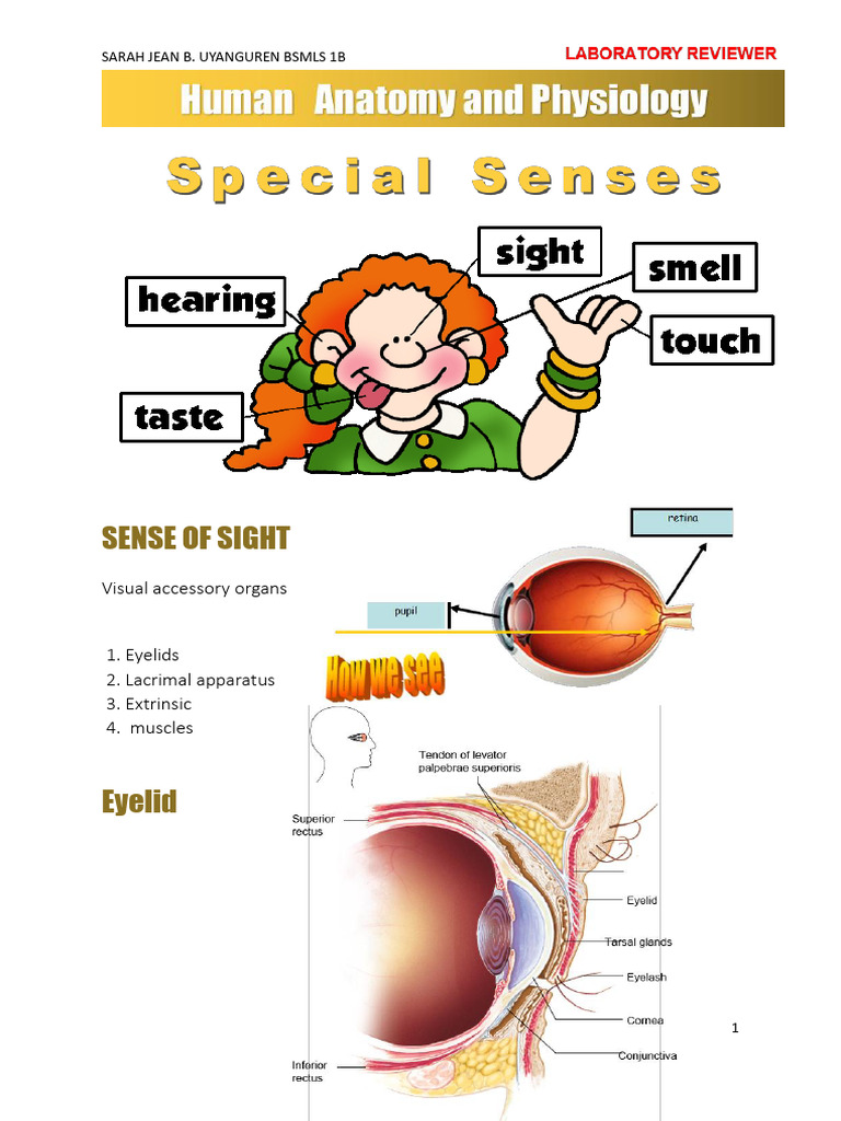 Special Senses - Lab Reviewer | PDF | Eye | Retina