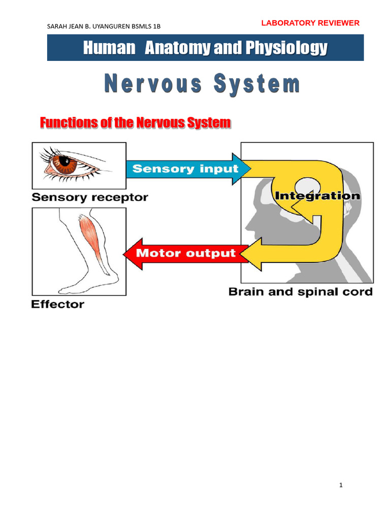Nervous System - Lab | PDF | Nervous System | Central Nervous System