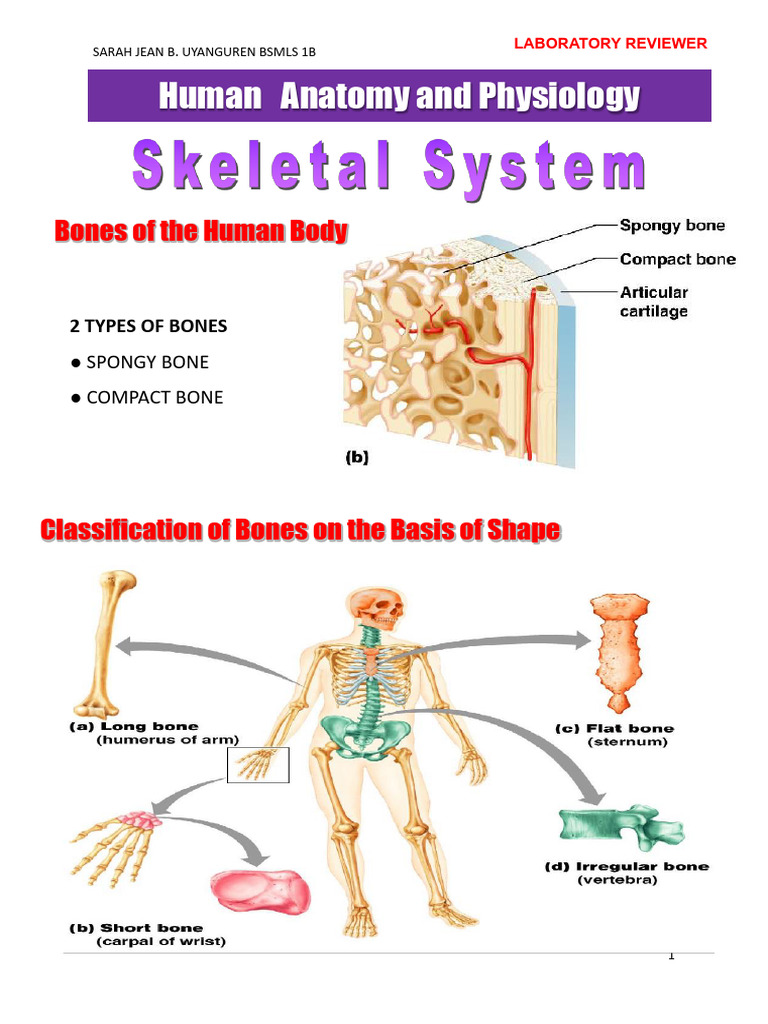 SKELETAL SYSTEM_LAB | PDF | Pelvis | Skeleton