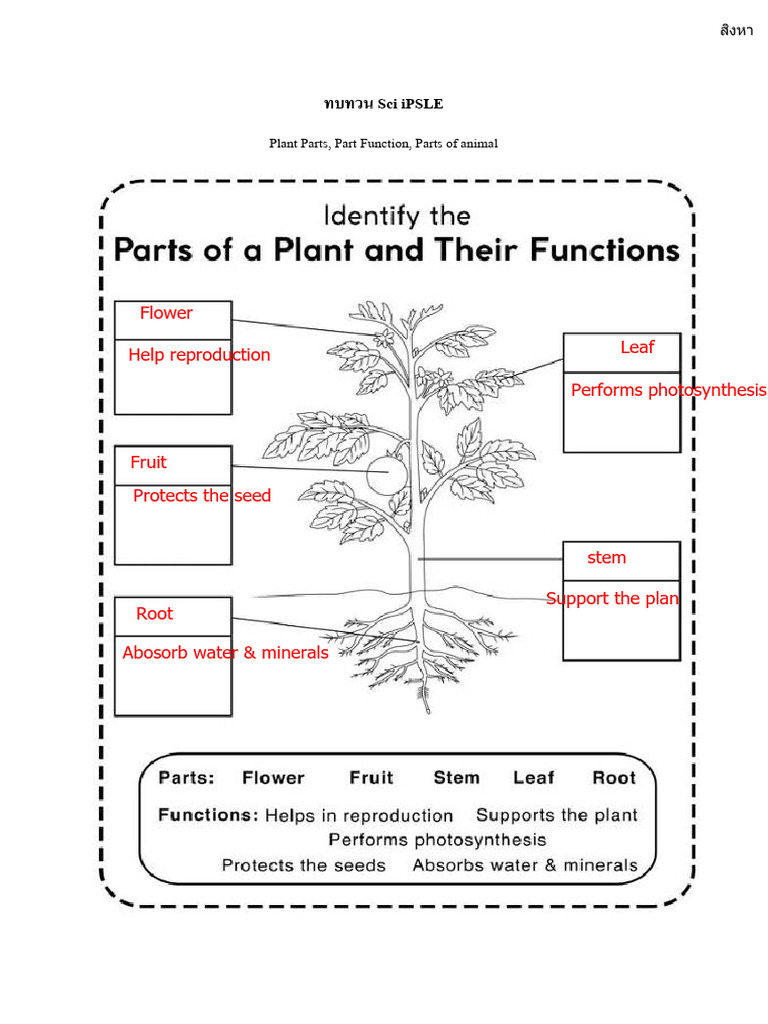Sci iPSLE | PDF
