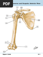 Understanding Elbow Skin: Wenis Explained | PDF | Elbow | Limbs (Anatomy)