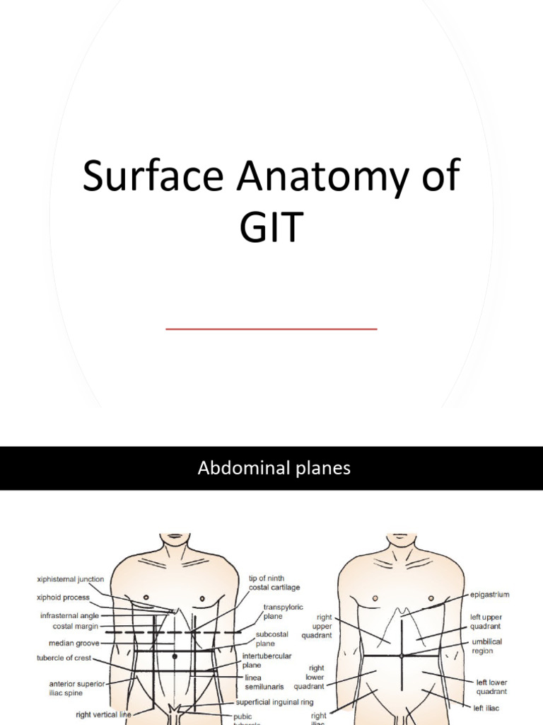 Surface Anatomy of GIT | PDF | Abdomen | Stomach