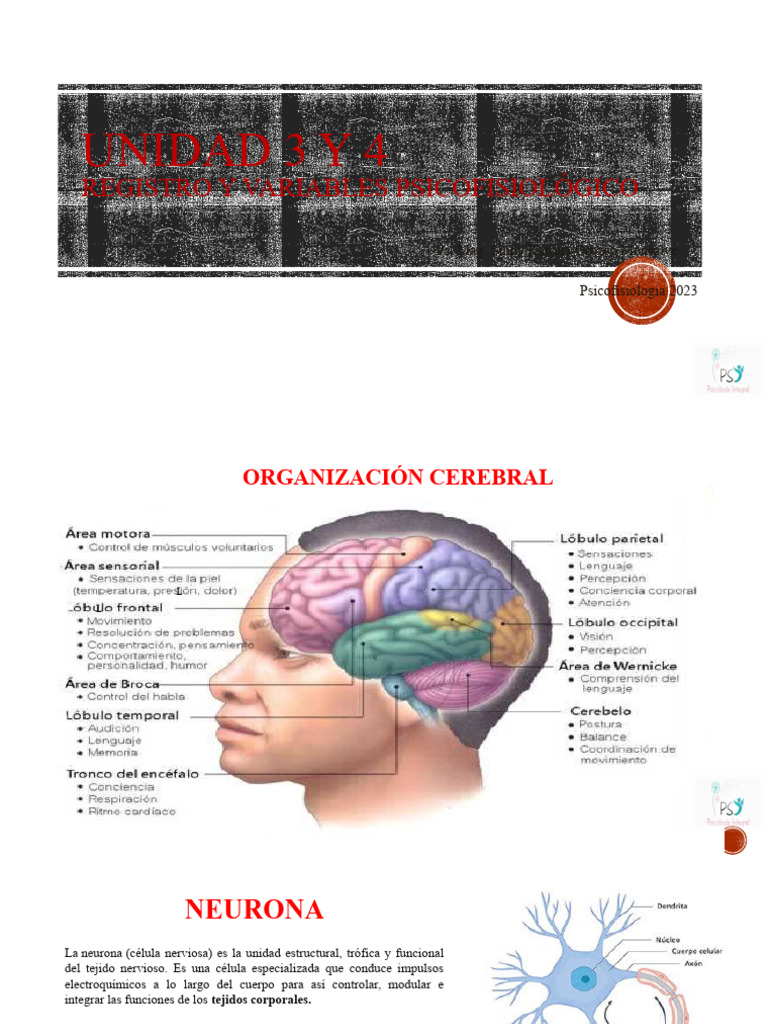 Tema 3 y 4 | PDF | Neurona | Cerebro