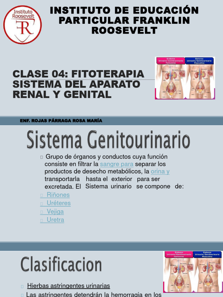 Clase 04 | PDF | Sistema urinario | Riñón